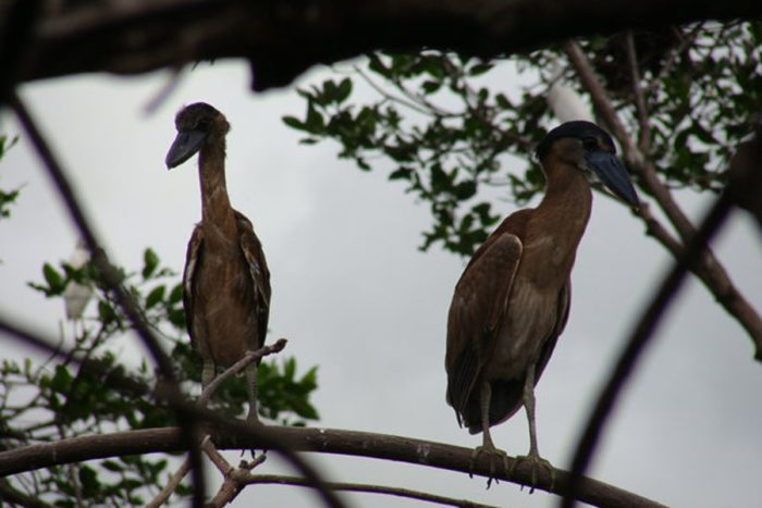 Cochlearius cochlearius, Charancuaco especie en Peligro de Extincion ...